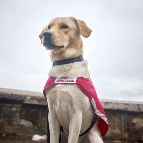 Apply For a Seeing Eye Dog – Hong Kong Seeing Eye Dog Services