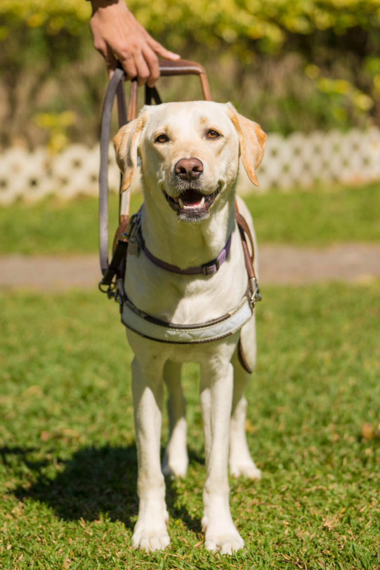 YOYO – Hong Kong Seeing Eye Dog Services