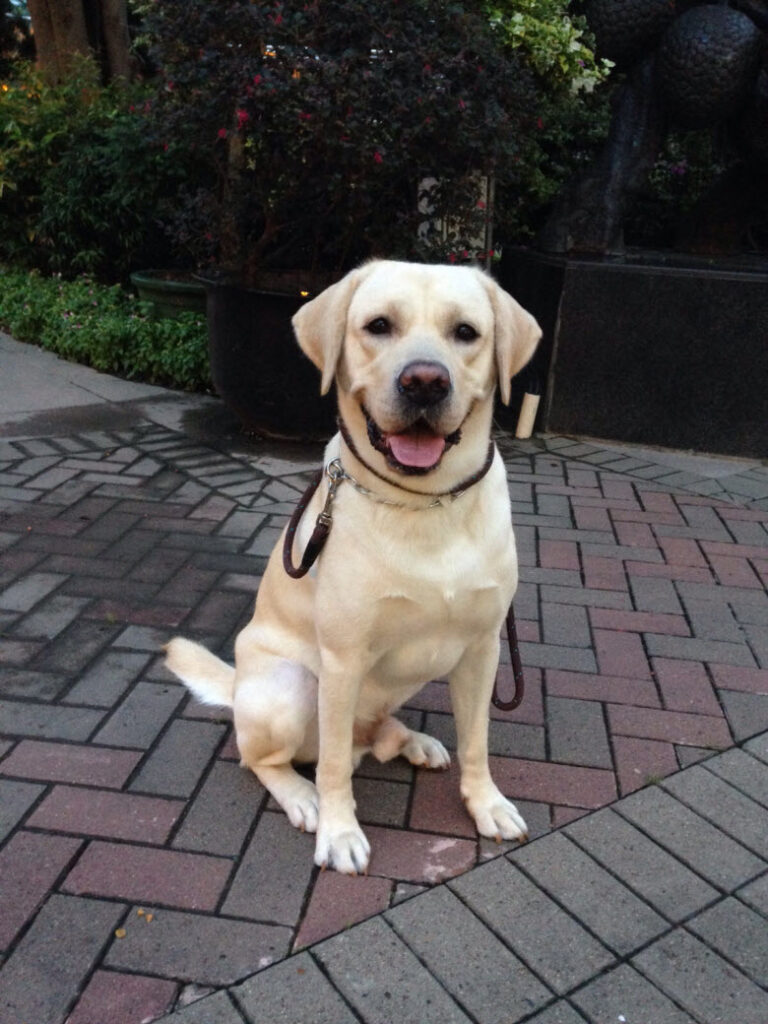 BILLY – Hong Kong Seeing Eye Dog Services
