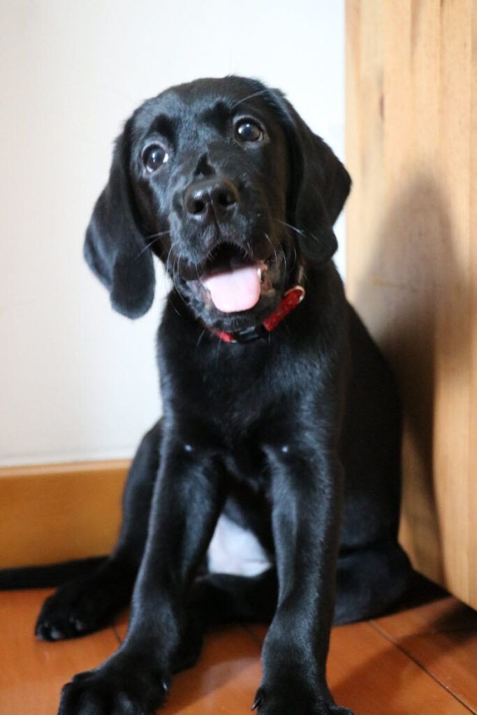 APPLE – Hong Kong Seeing Dog Service