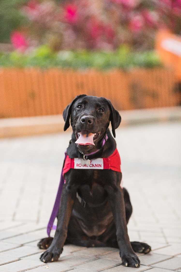BESS – Hong Kong Seeing Eye Dog Services