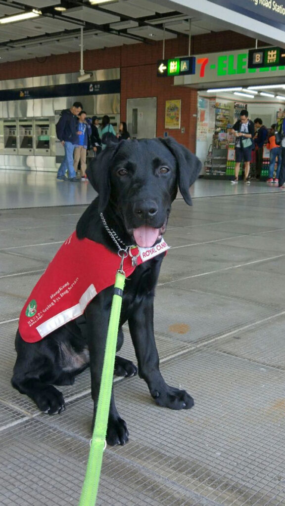 BRUNO – Hong Kong Seeing Eye Dog Services