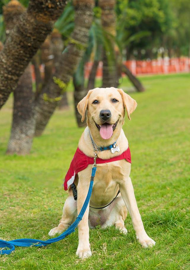 COMFY – Hong Kong Seeing Eye Dog Services