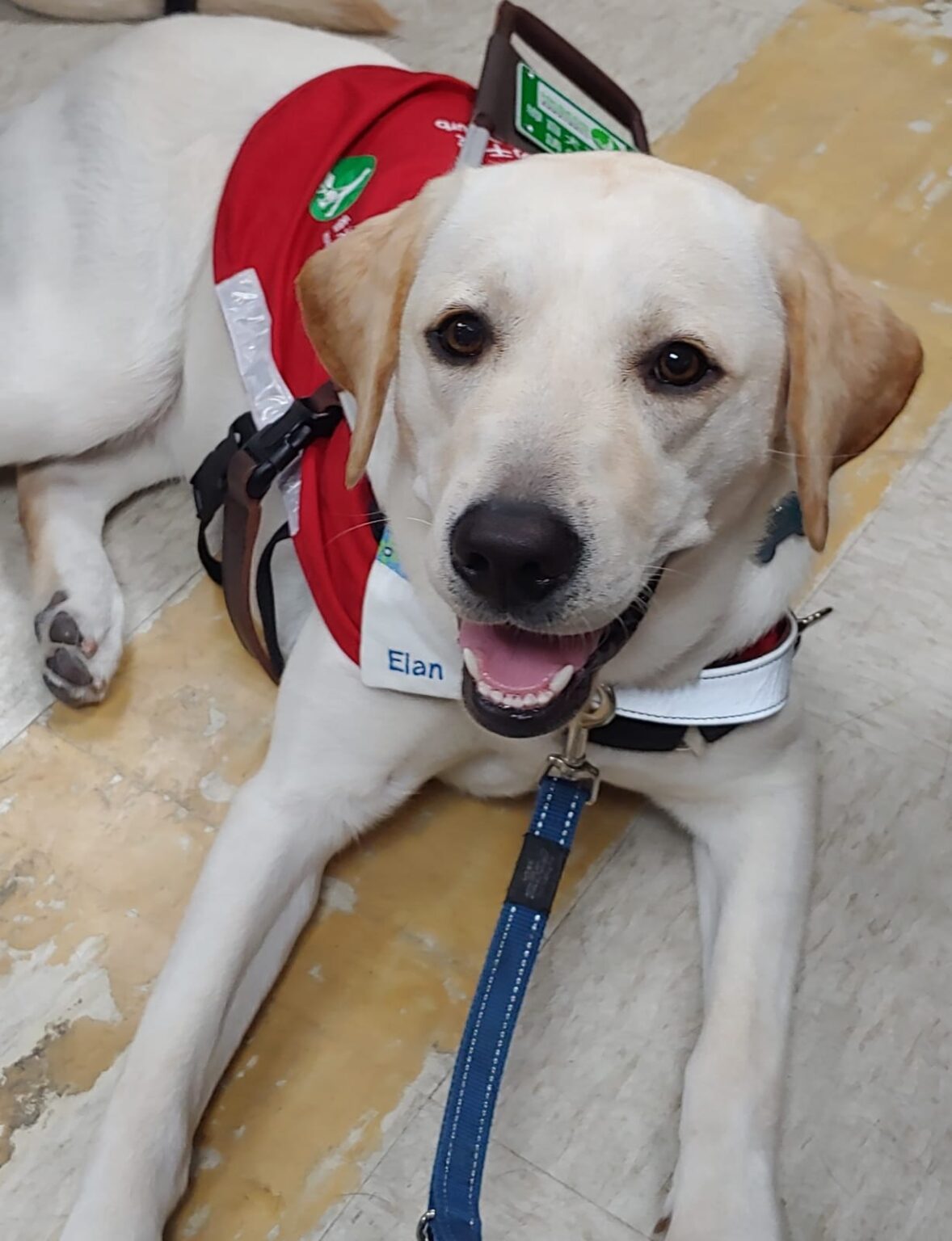 EIAN – Hong Kong Seeing Eye Dog Services