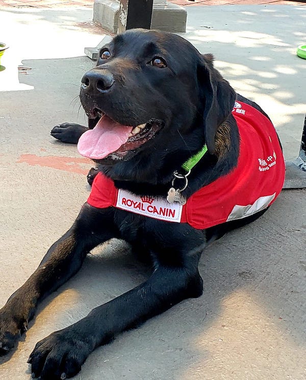 VIVIAN – Hong Kong Seeing Eye Dog Services