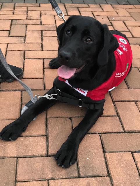 BEN – Hong Kong Seeing Eye Dog Services