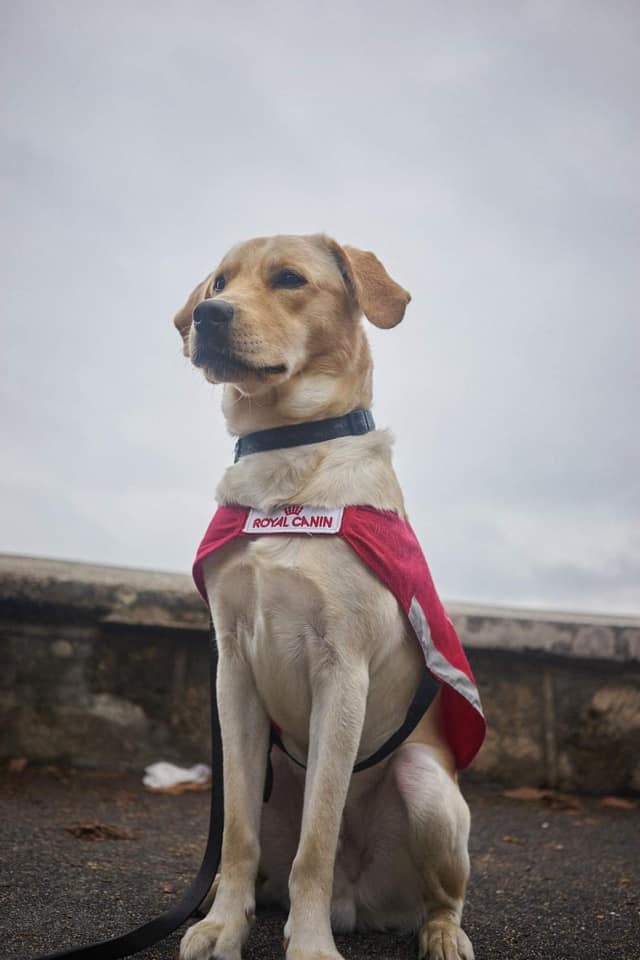 SOBA – Hong Kong Seeing Eye Dog Services