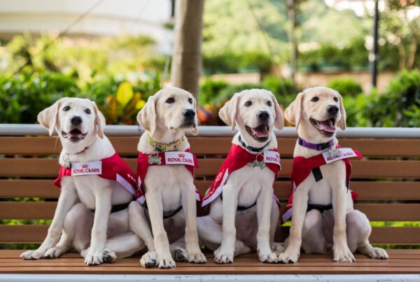 Vision, Mission And Value – Hong Kong Seeing Dog Service